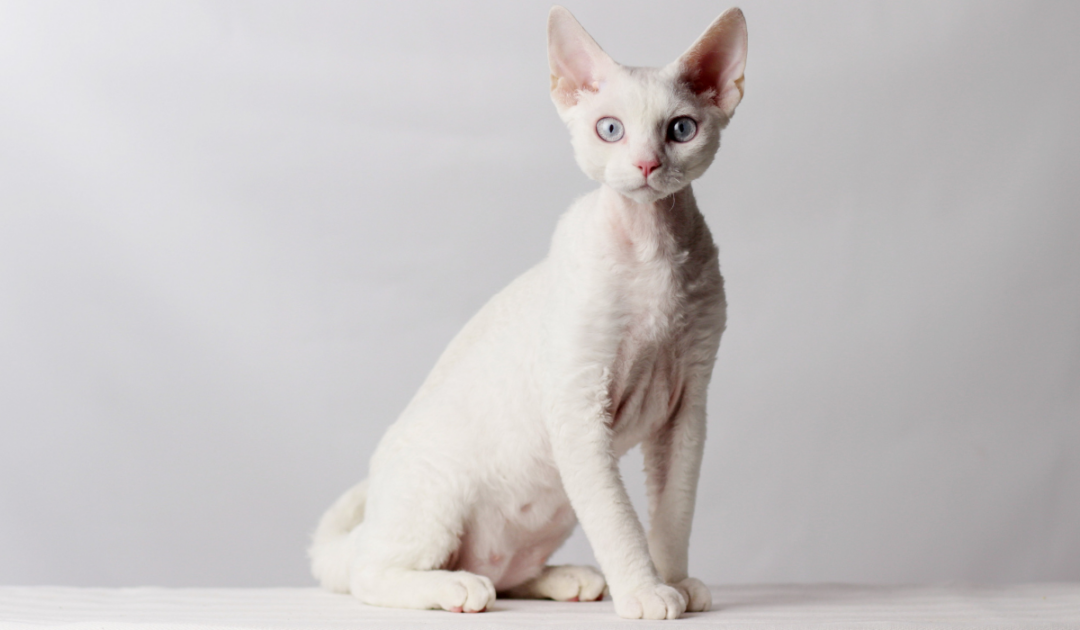 White Cat Breeds