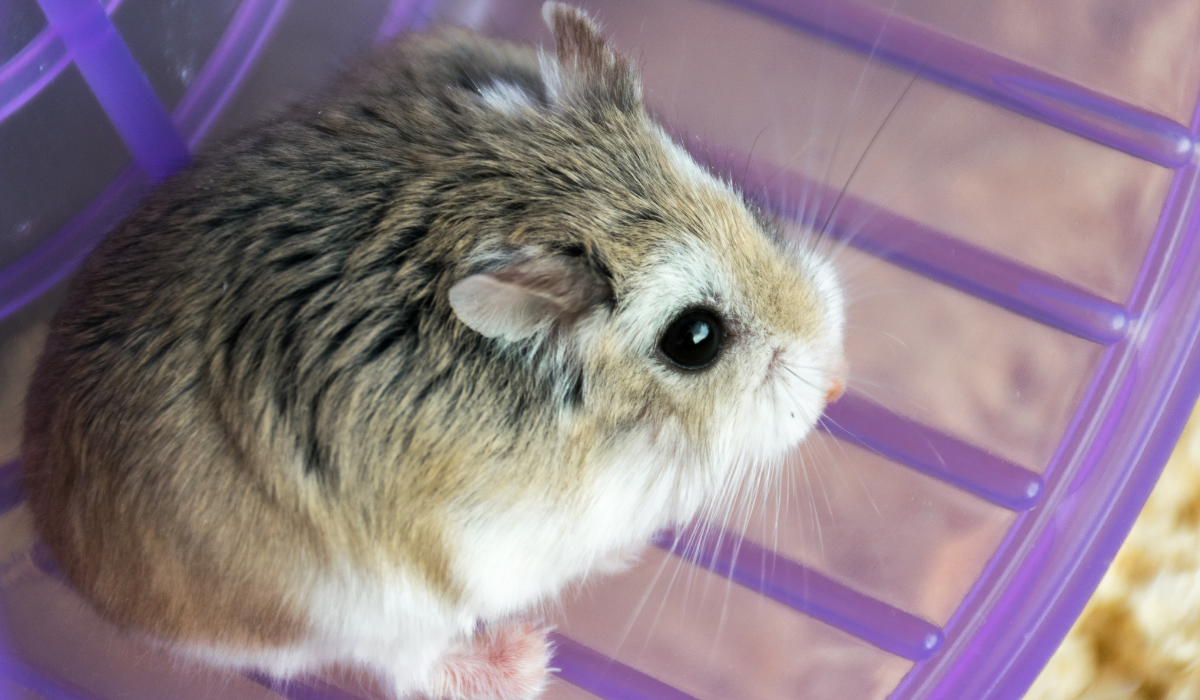 5 Types of Pet Hamsters