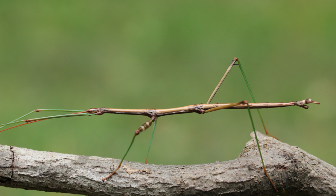 Do Stick Insects Kill Each Other? (Myths and Facts!)